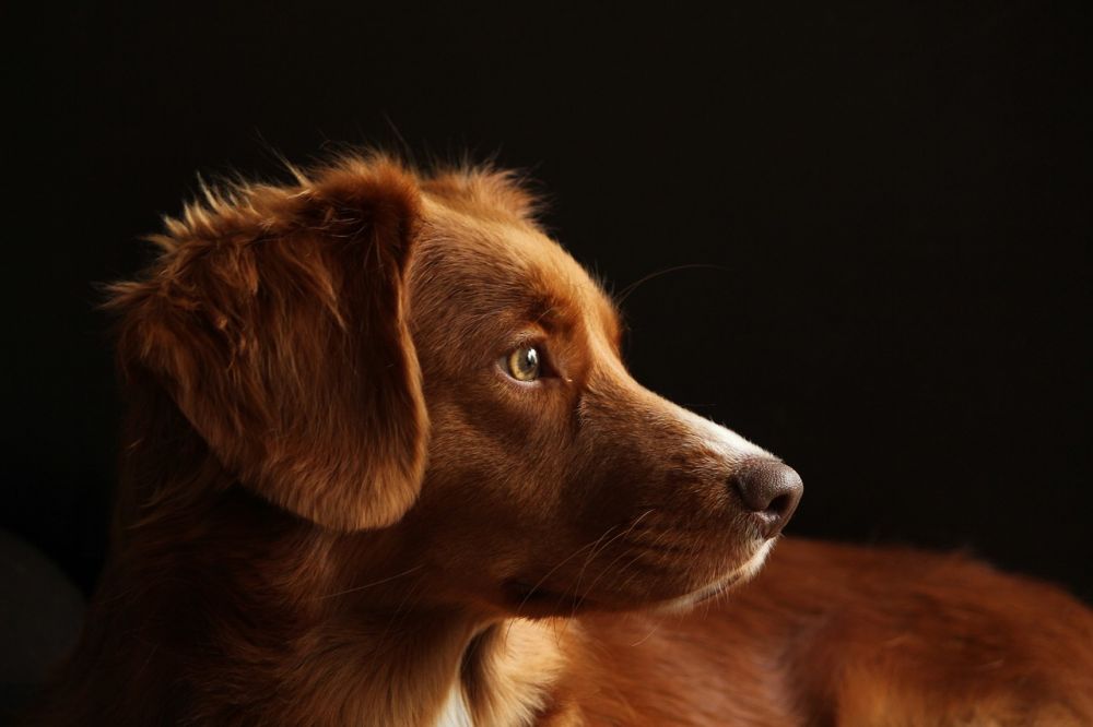 Lucky Lukes hund är en framstående karaktär i den populära serien om ...